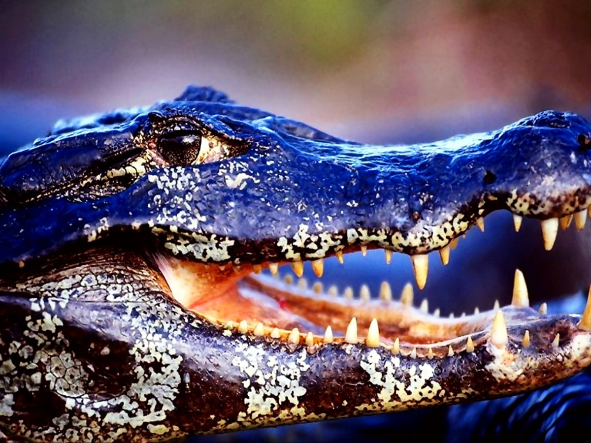 Duvar kağıtları Alligator HD | Ücretsiz Duvar Kağıtları