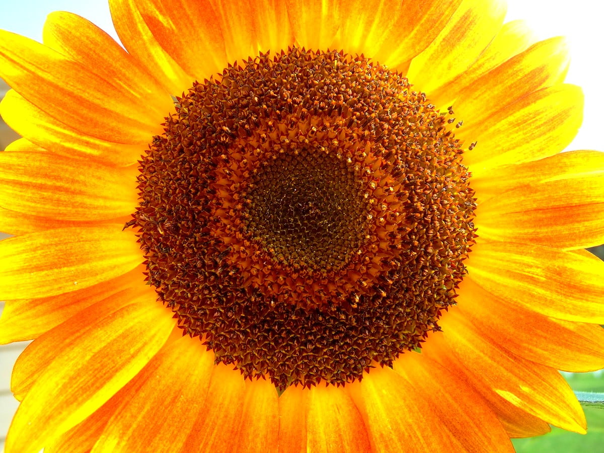 100+ Fondos de pantalla - Girasol HD | Fondos Gratis