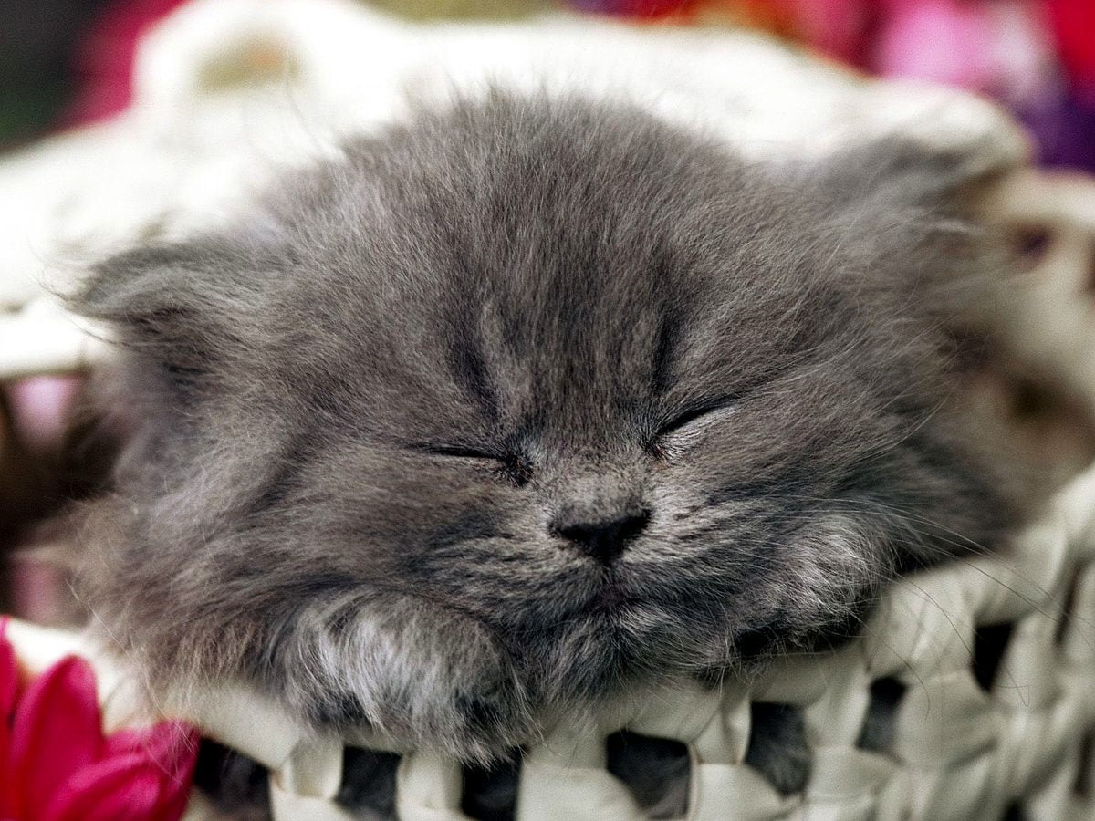 150+ Fonds d'écran Chatons HD | Télécharger Gratuitement