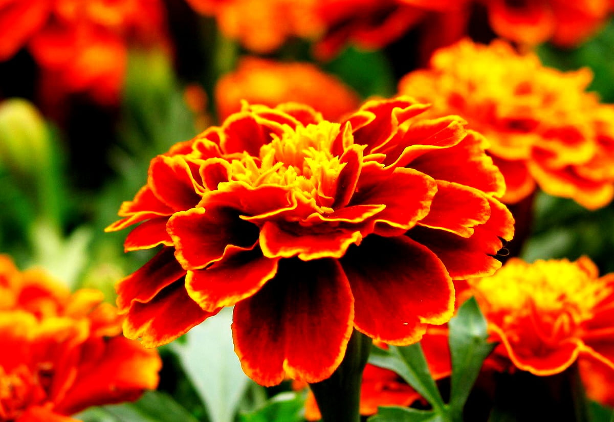 Tagetes wallpapers HD | Download Free backgrounds