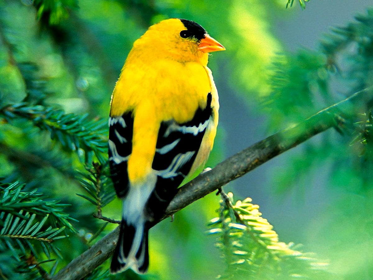 Fondo Pájaro, Amarillos, Animales 1440x900 | Imagen