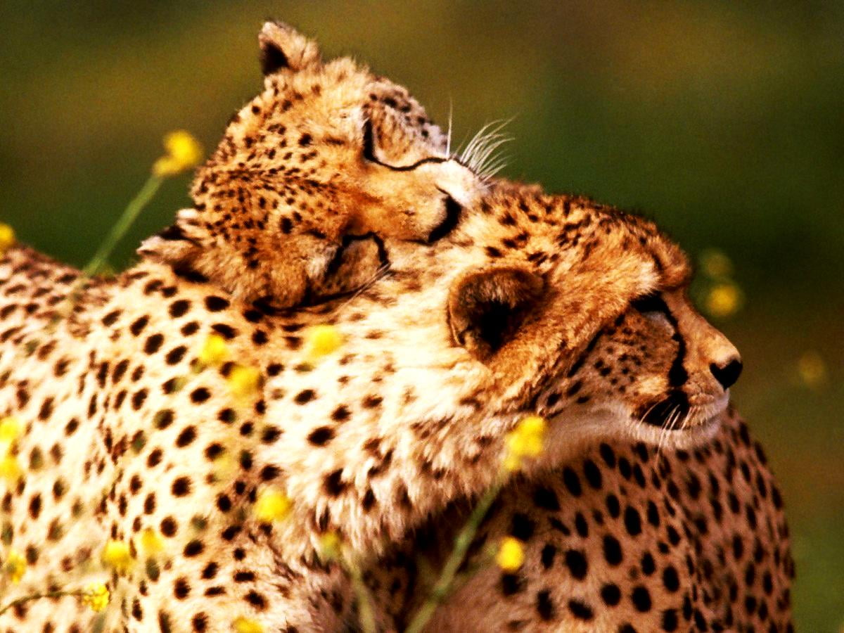 1100+ Wildlife backgrounds HD | Download Free wallpapers