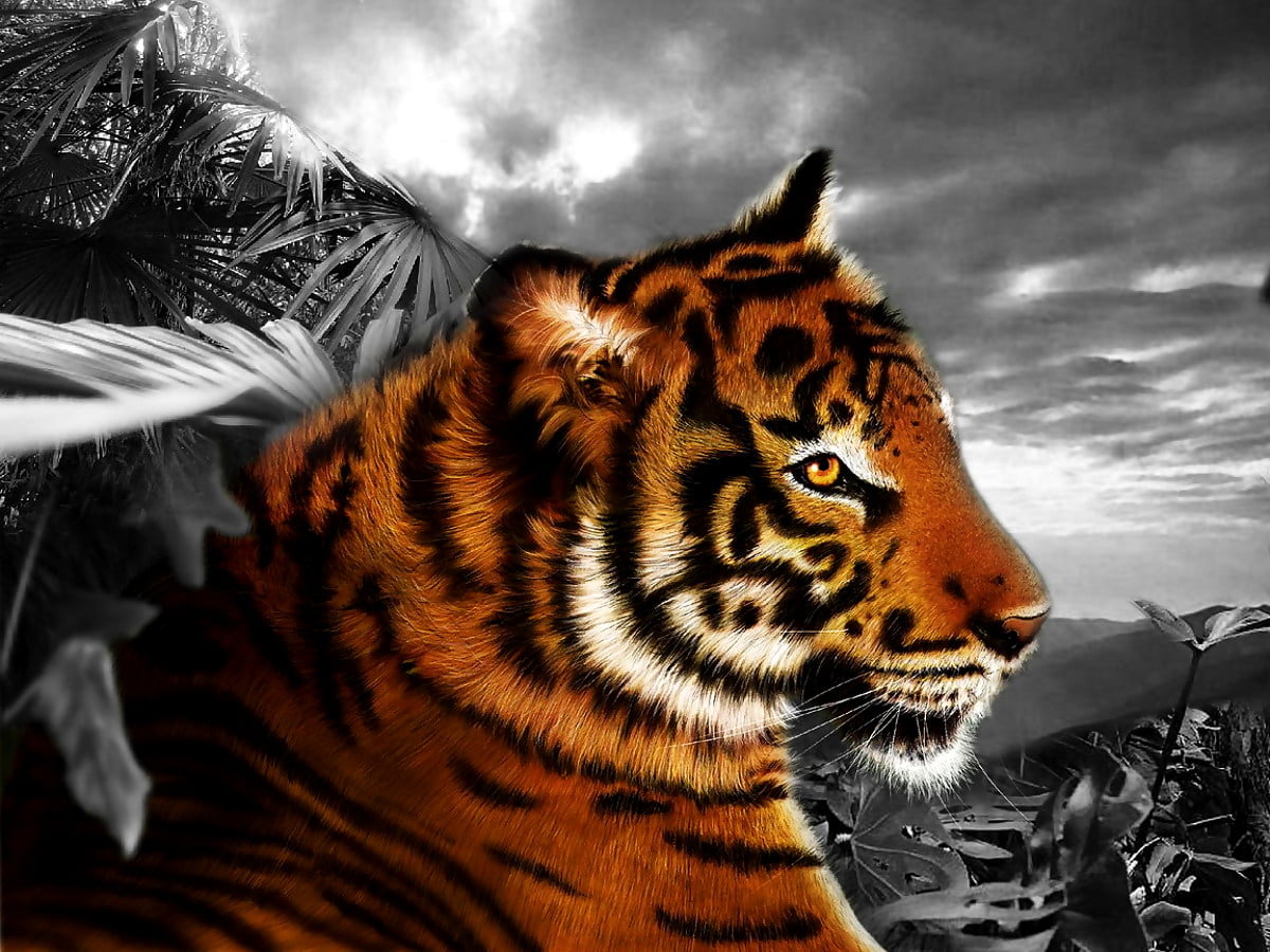 Baggrund Tiger, Dyreliv, National Geographic | Gratis baggrund