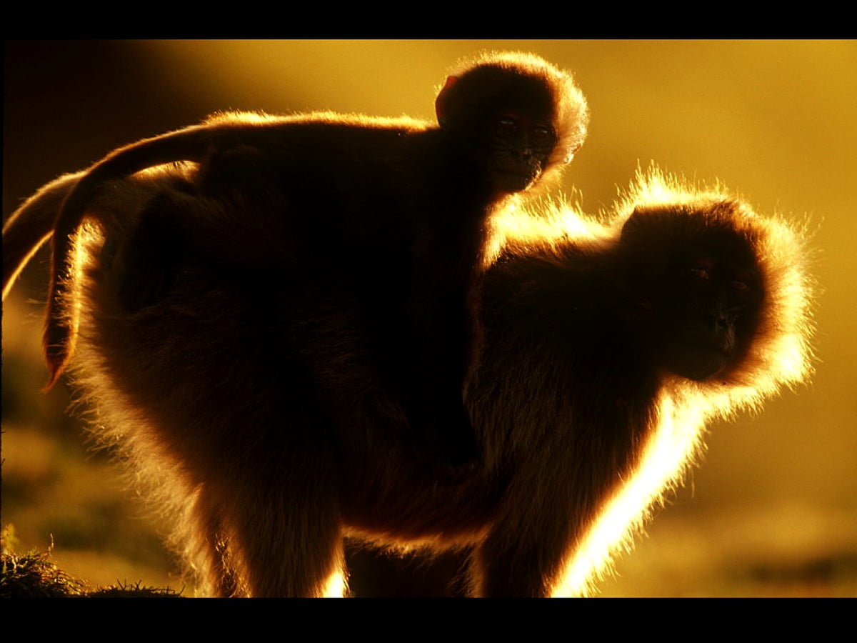 30+ Fondos de pantalla - Contraluz HD |Fondos Gratis