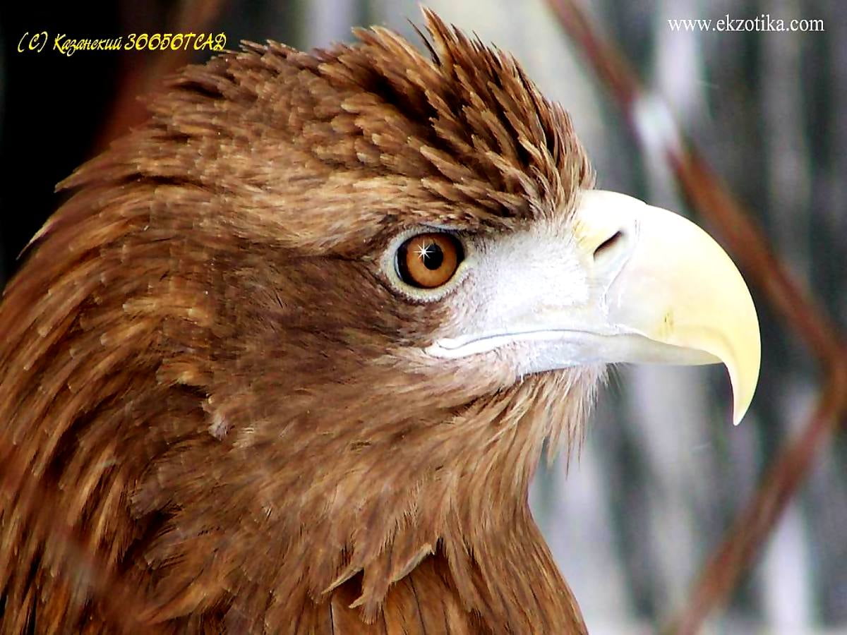Bird, Eagle, Animals wallpaper | Download Free wallpapers
