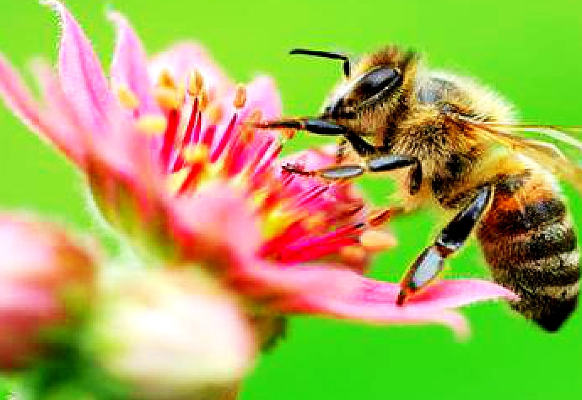 90+ Bee backgrounds HD | Download Free wallpapers