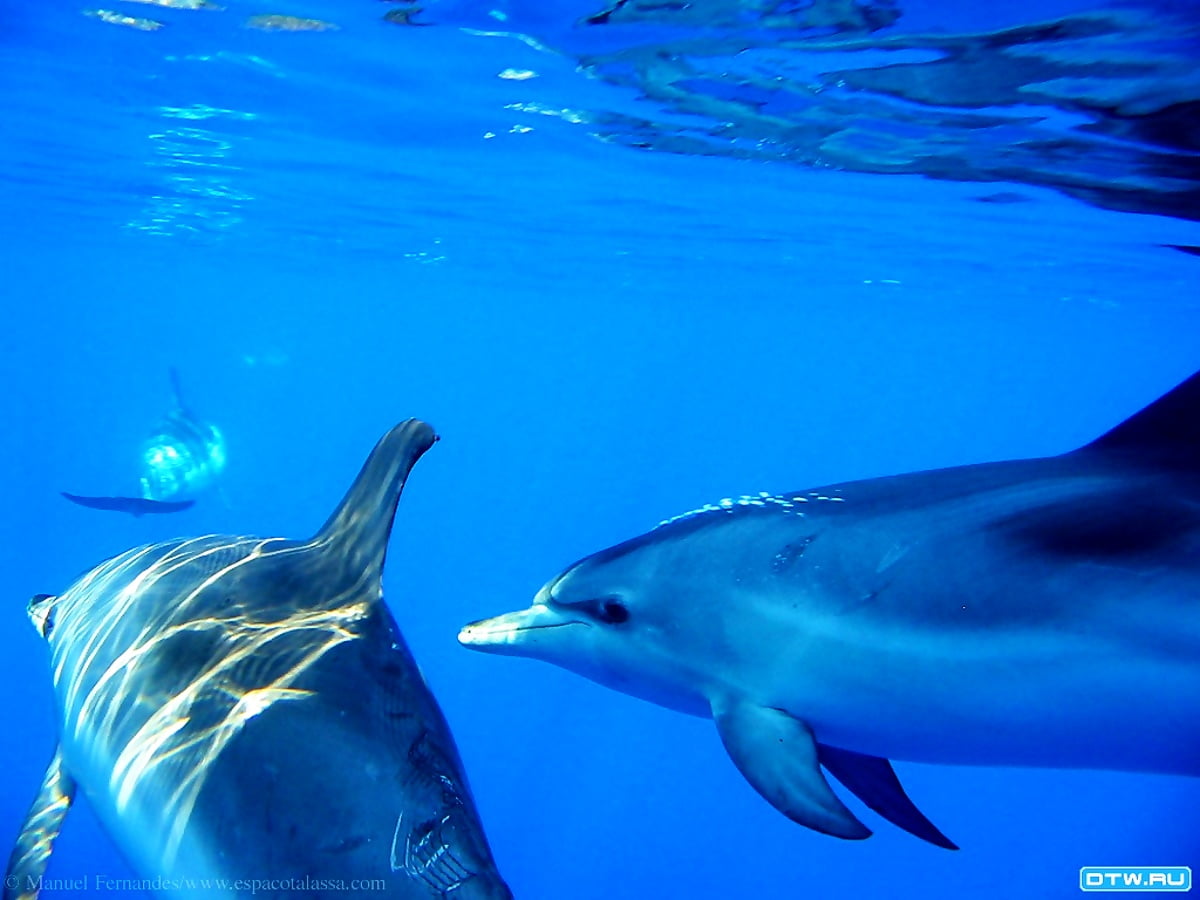 Delfiini, Pullonokkadelfiini, Eläimet taustakuva | Parhaita Ilmaisia Kuvia