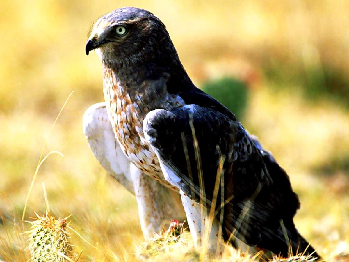 Nice image Bird, Eagle, Animals 🔥 Download TOP Free images