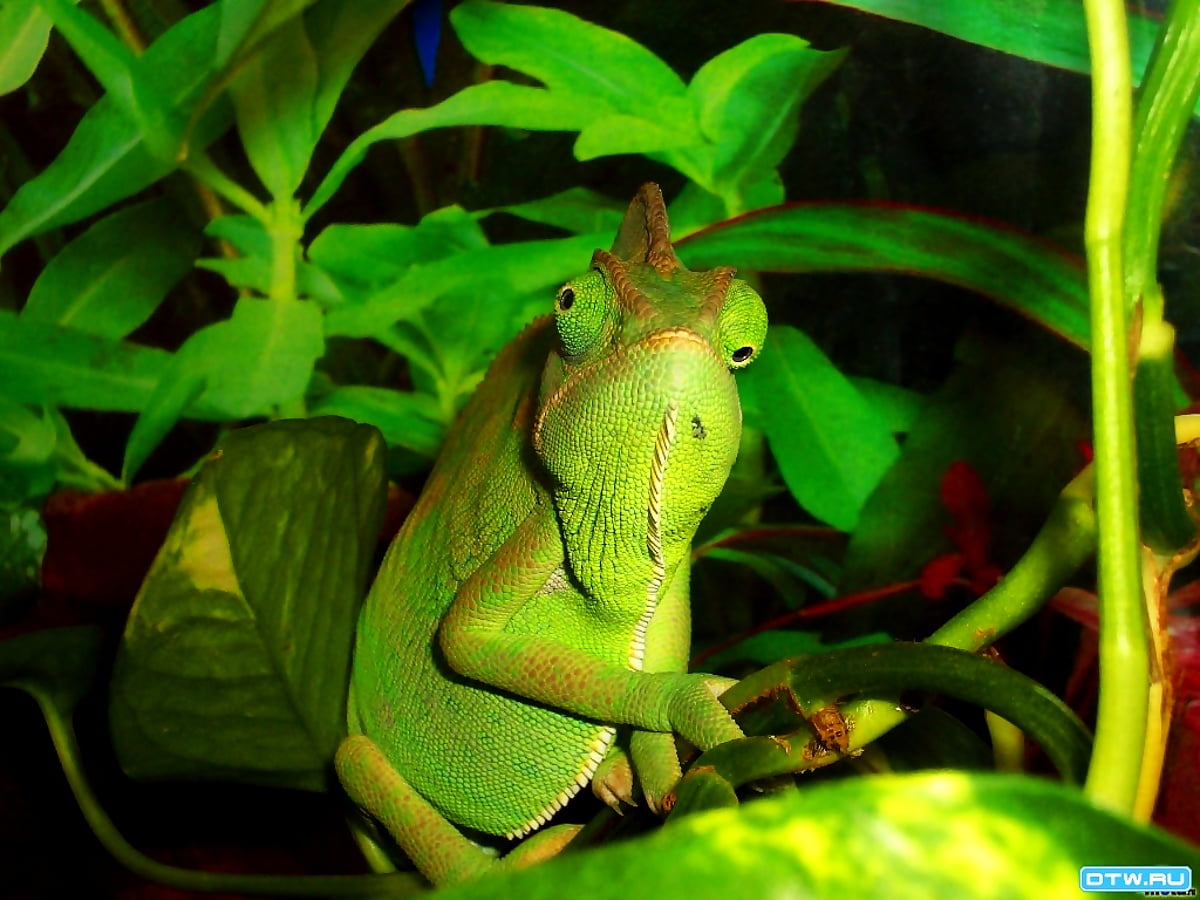 210+ HD Reptile wallpapers 🔥 Download Free backgrounds
