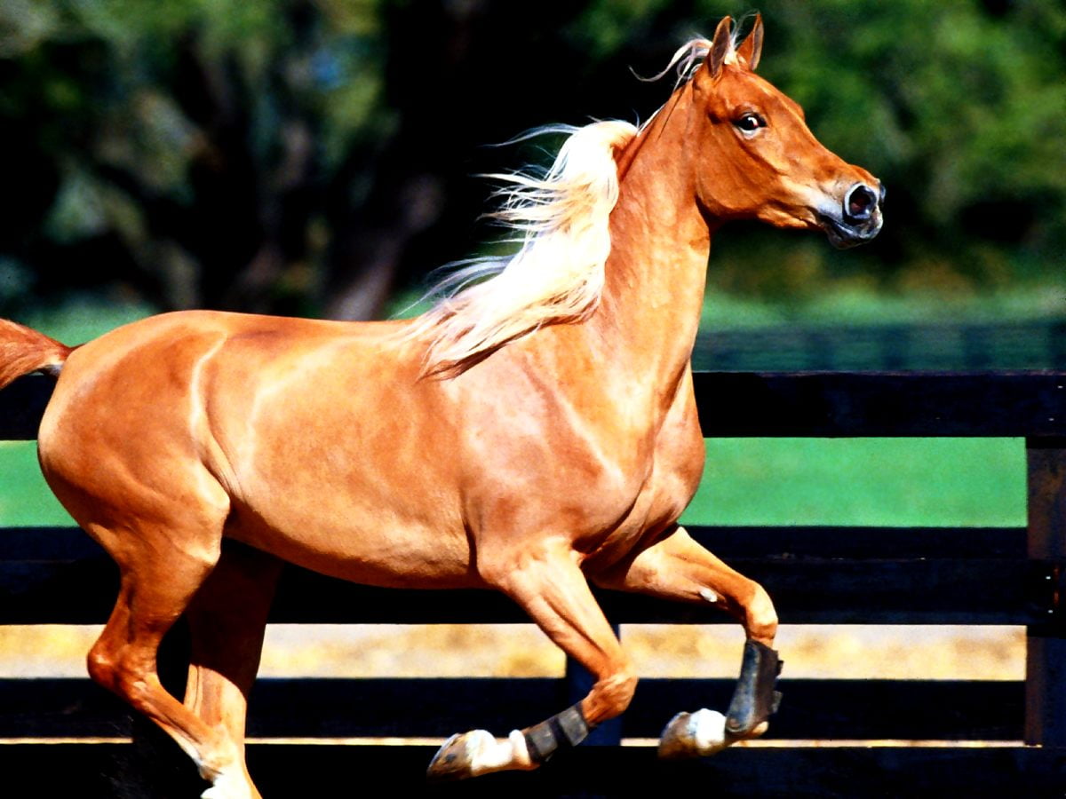 110+ Hingst baggrunde HD | Download Gratis Baggrundsbilleder