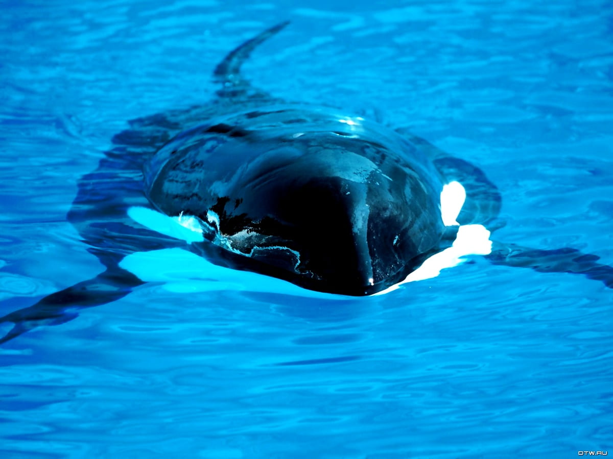 60+ Fondos de pantalla - Ballena HD | Fondos Gratis
