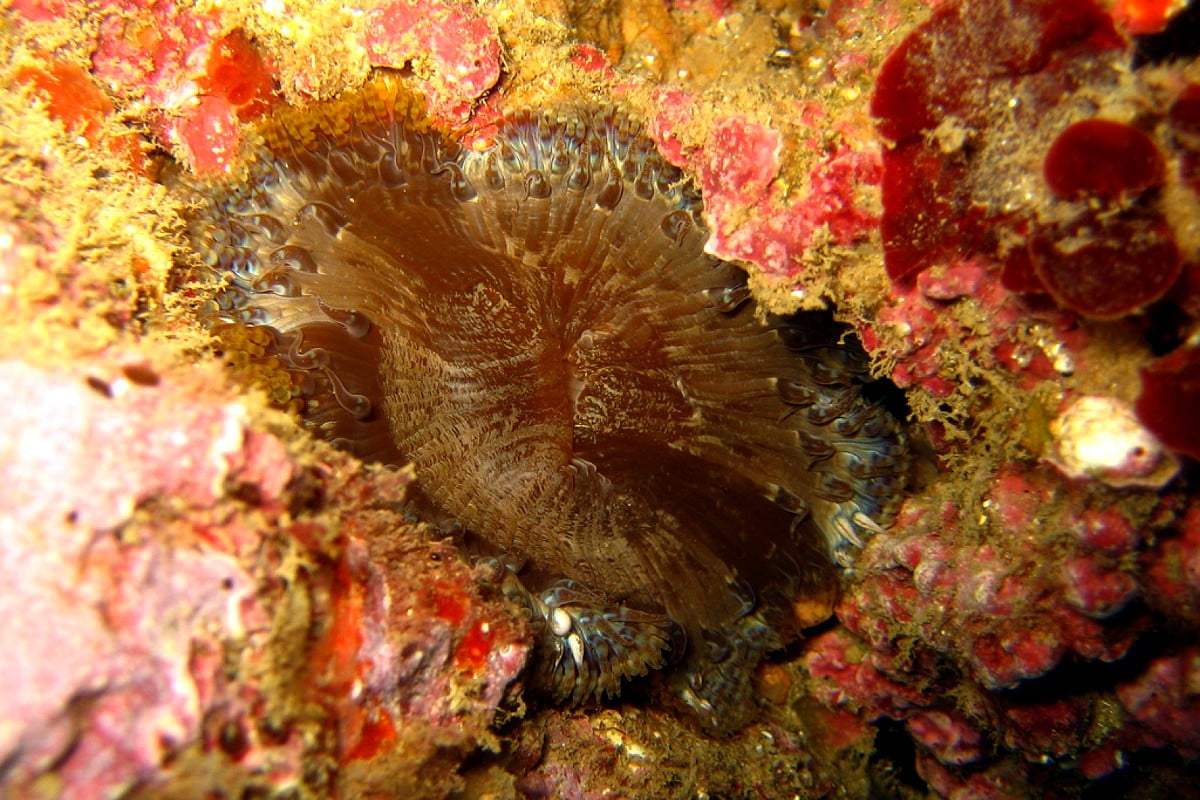 210+ 4K Molluscs wallpapers | Download Free backgrounds