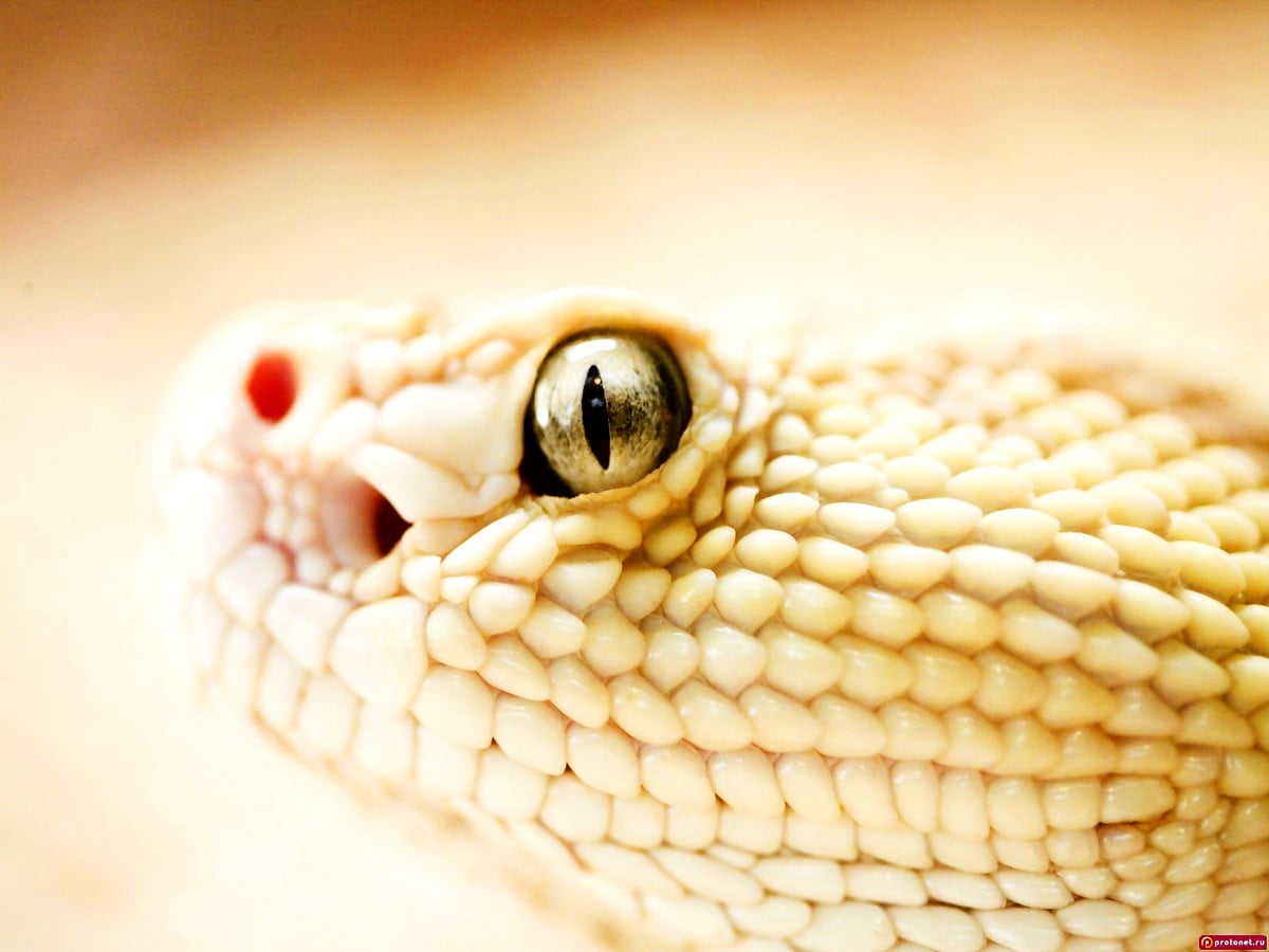 Гремучая змея - обои на рабочий стол HD | Скачать Бесплатно картинки