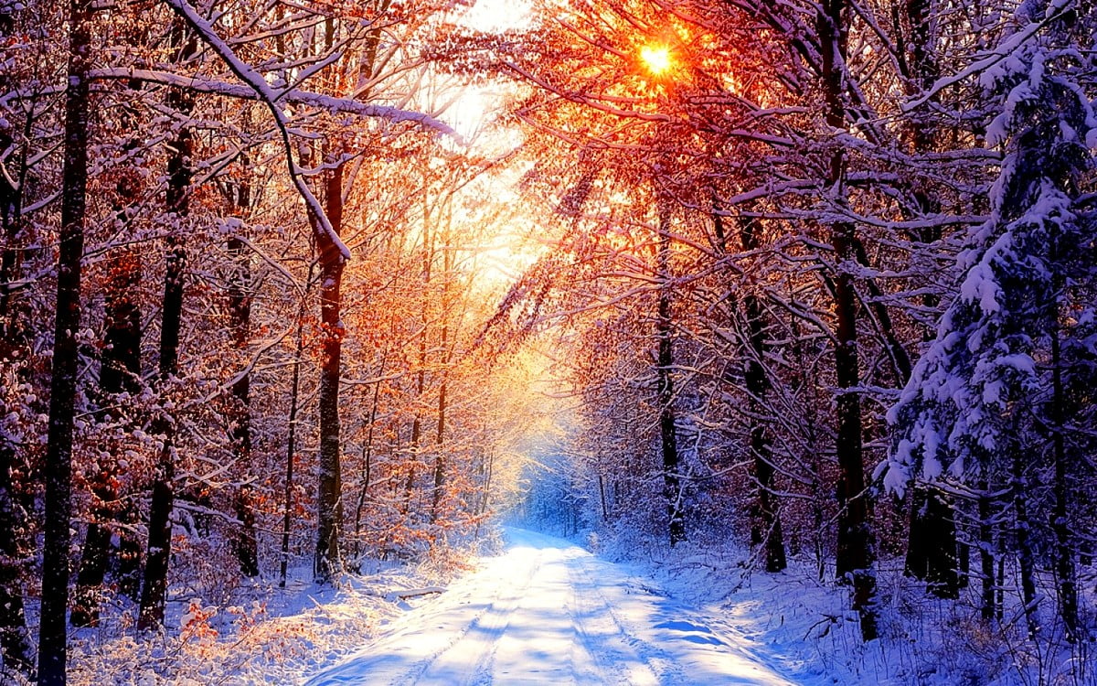 Skov, Vinter, Natur baggrund | Download Gratis Bedste baggrund