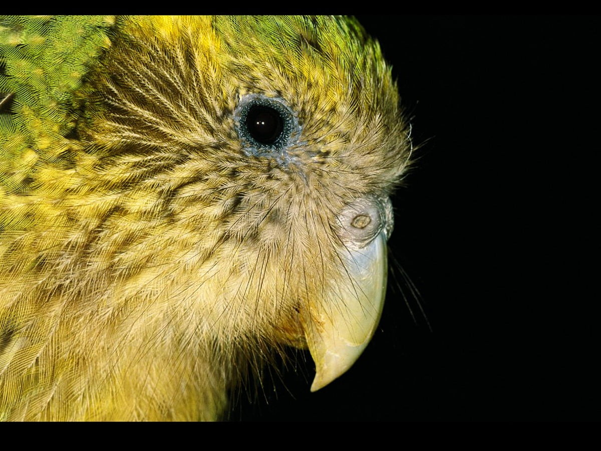Parrot, Bird, Animals wallpaper | Download Best Free pictures