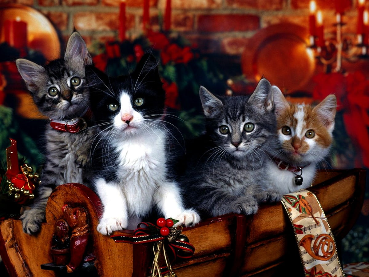 190+ Fonds d'écran Chaton HD | Télécharger Gratuitement