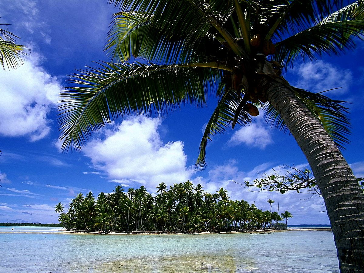 Ranskan Polynesia, Luonto, Palmu taustakuva | Ilmainen Lataus