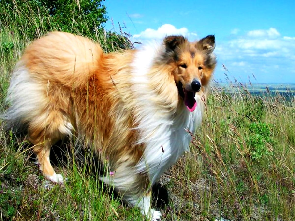 Scotch collie wallpapers HD | Download Free backgrounds
