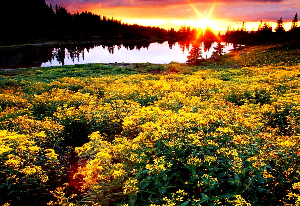 Wallpaper Sun, Nature, Flowers | Download TOP Free backgrounds