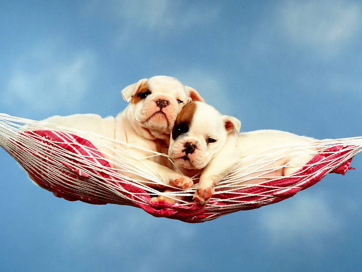 180+ Hunde baggrunde HD | Download Gratis Baggrundsbilleder