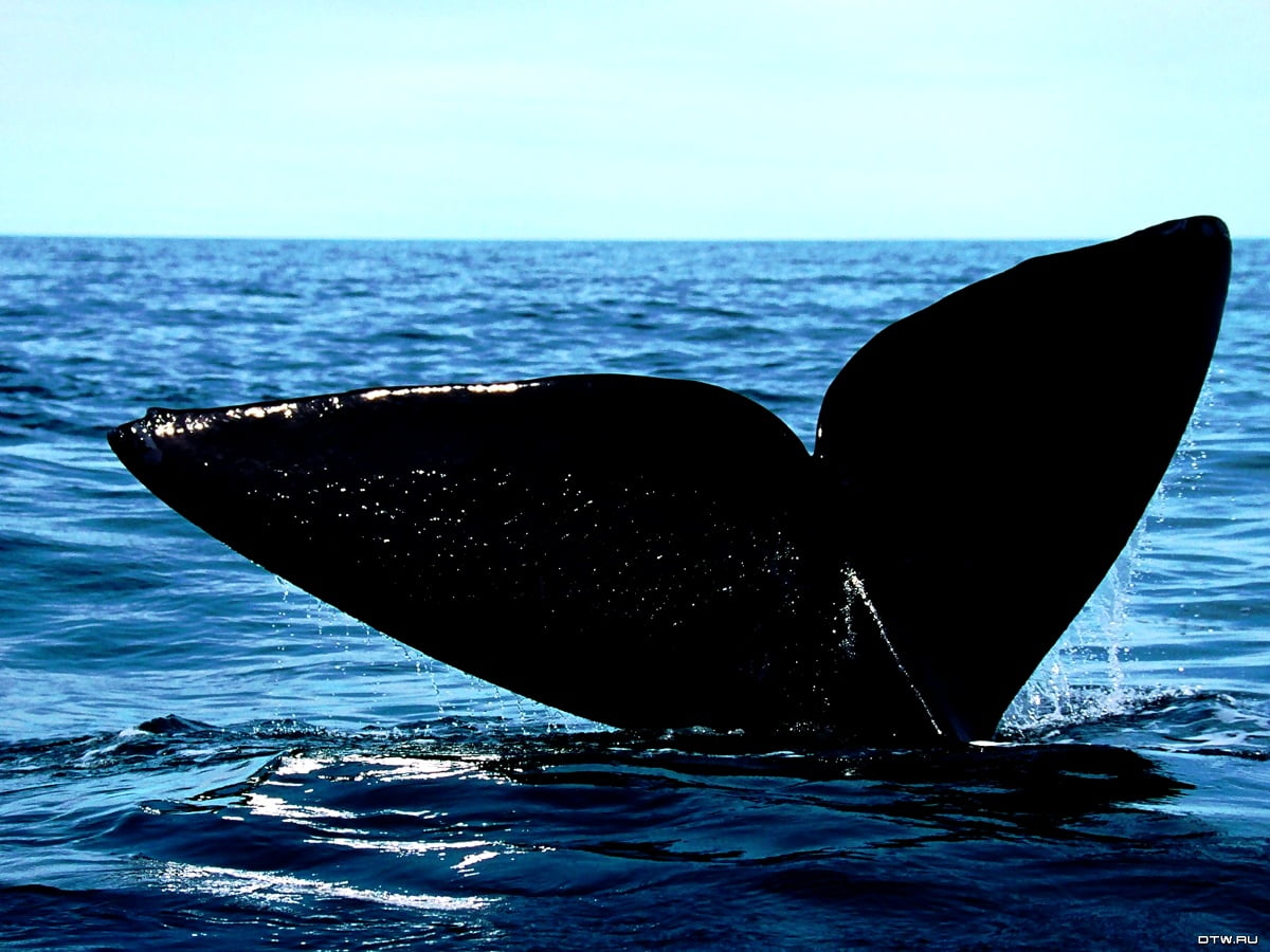 60+ Fondos de pantalla - Ballena HD | Fondos Gratis