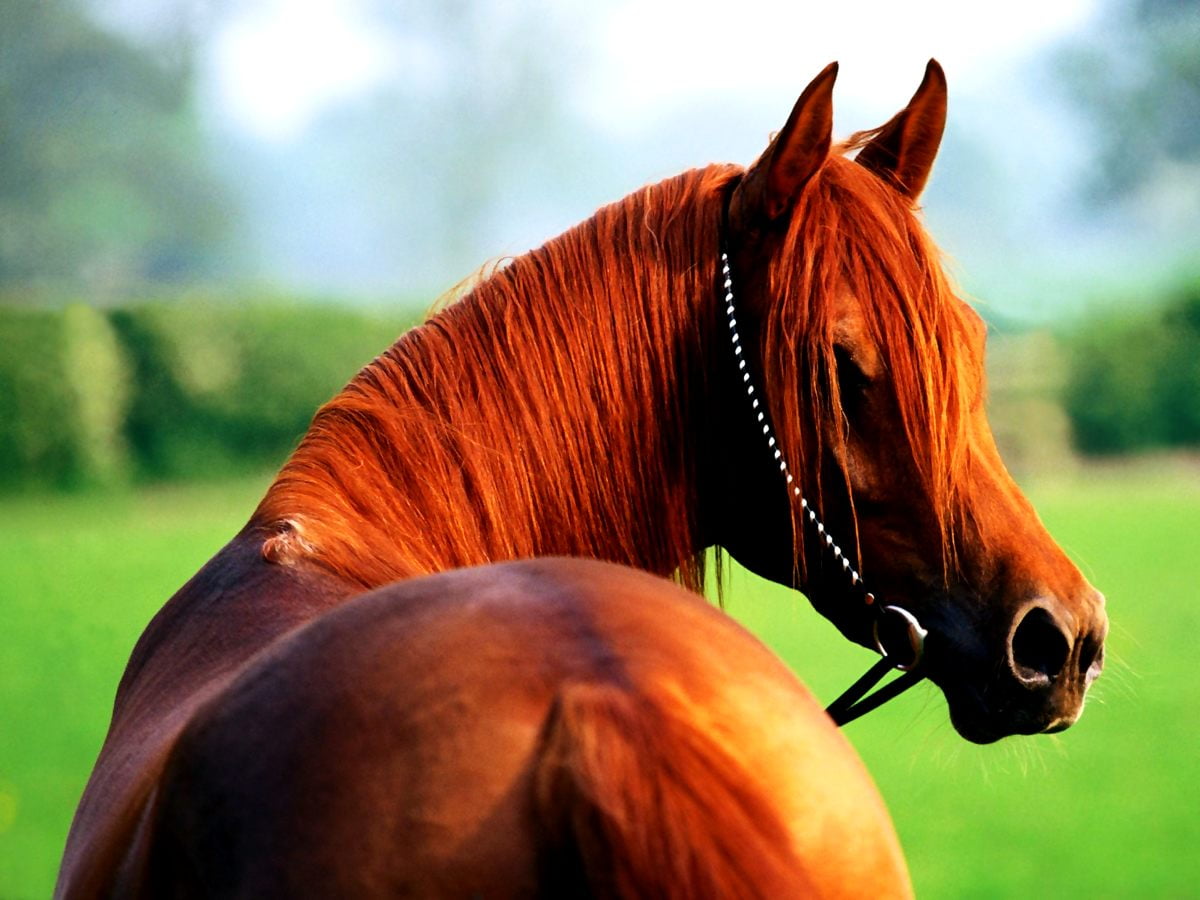 Baggrund Hest, Dyr, Mark | Gratis baggrund
