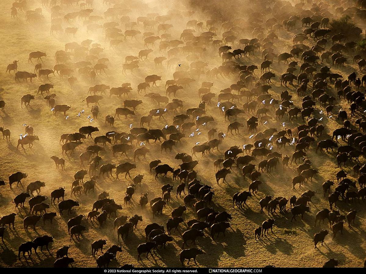 National Geographic, Wildlife, Nat Geo background | Best Free Download ...