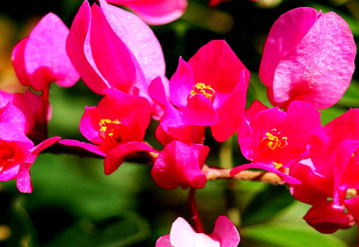 460+ Phone backgrounds Flora HD | Download Free wallpapers