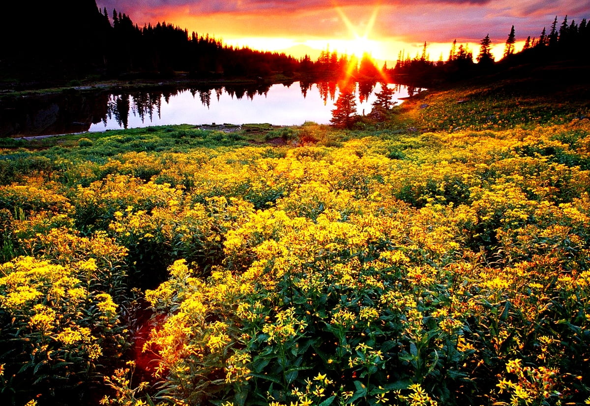 Background Sun, Nature, Flowers | TOP Free Download photos