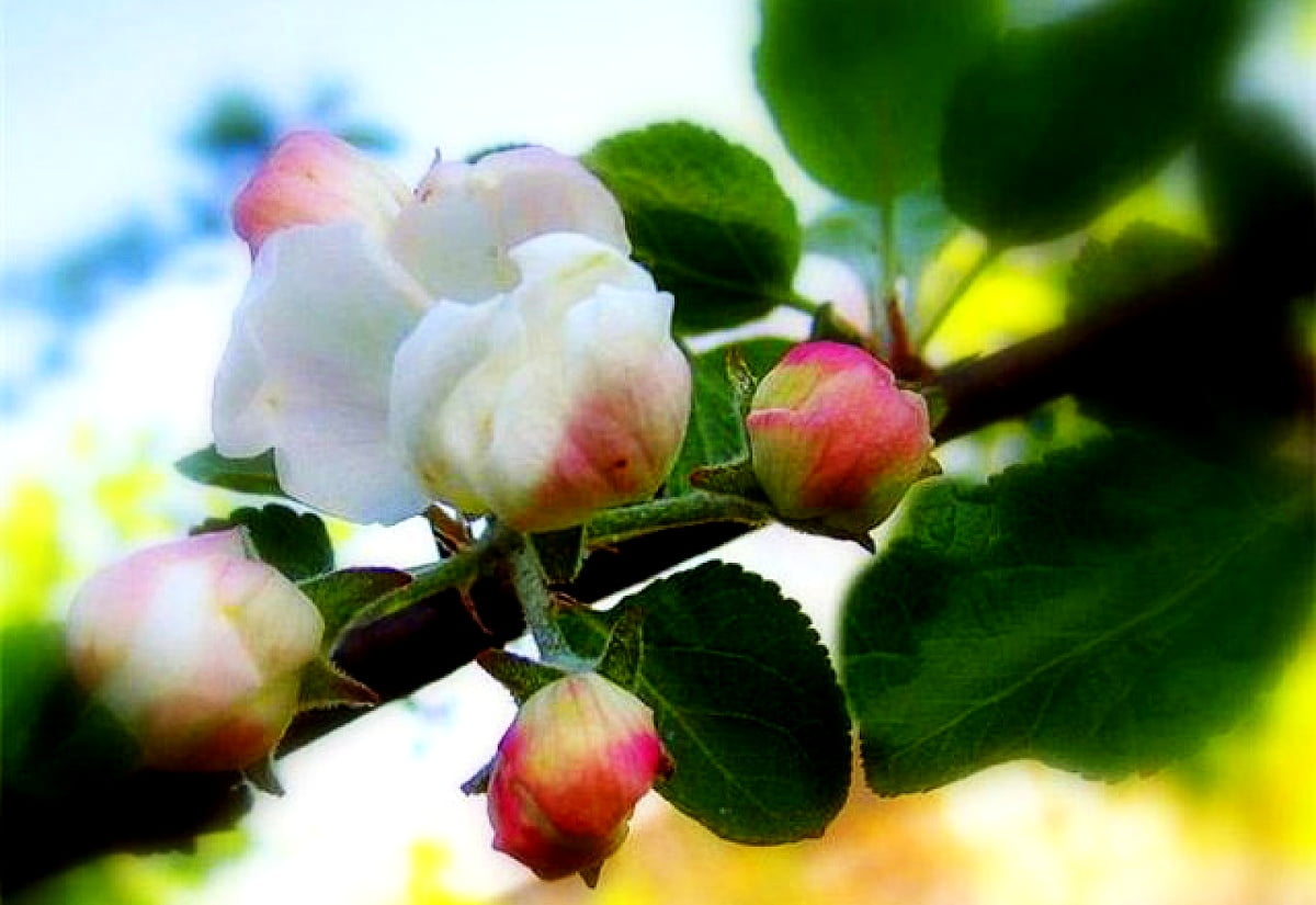 Silmukka taustakuvat HD | Lataa Ilmaiset Taustakuvat