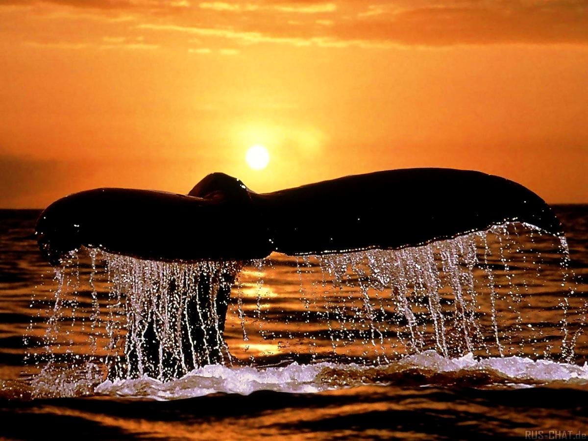 60+ Fondos de pantalla - Ballena HD | Fondos Gratis