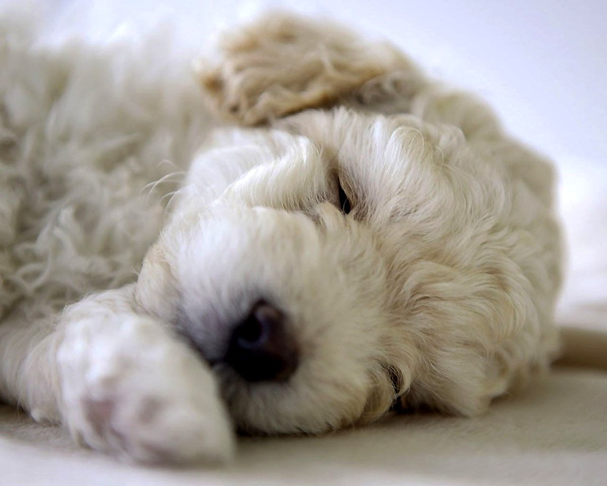 Billede til baggrund Hunde, Dyr, Hvalpe | Download Gratis Bedste ...