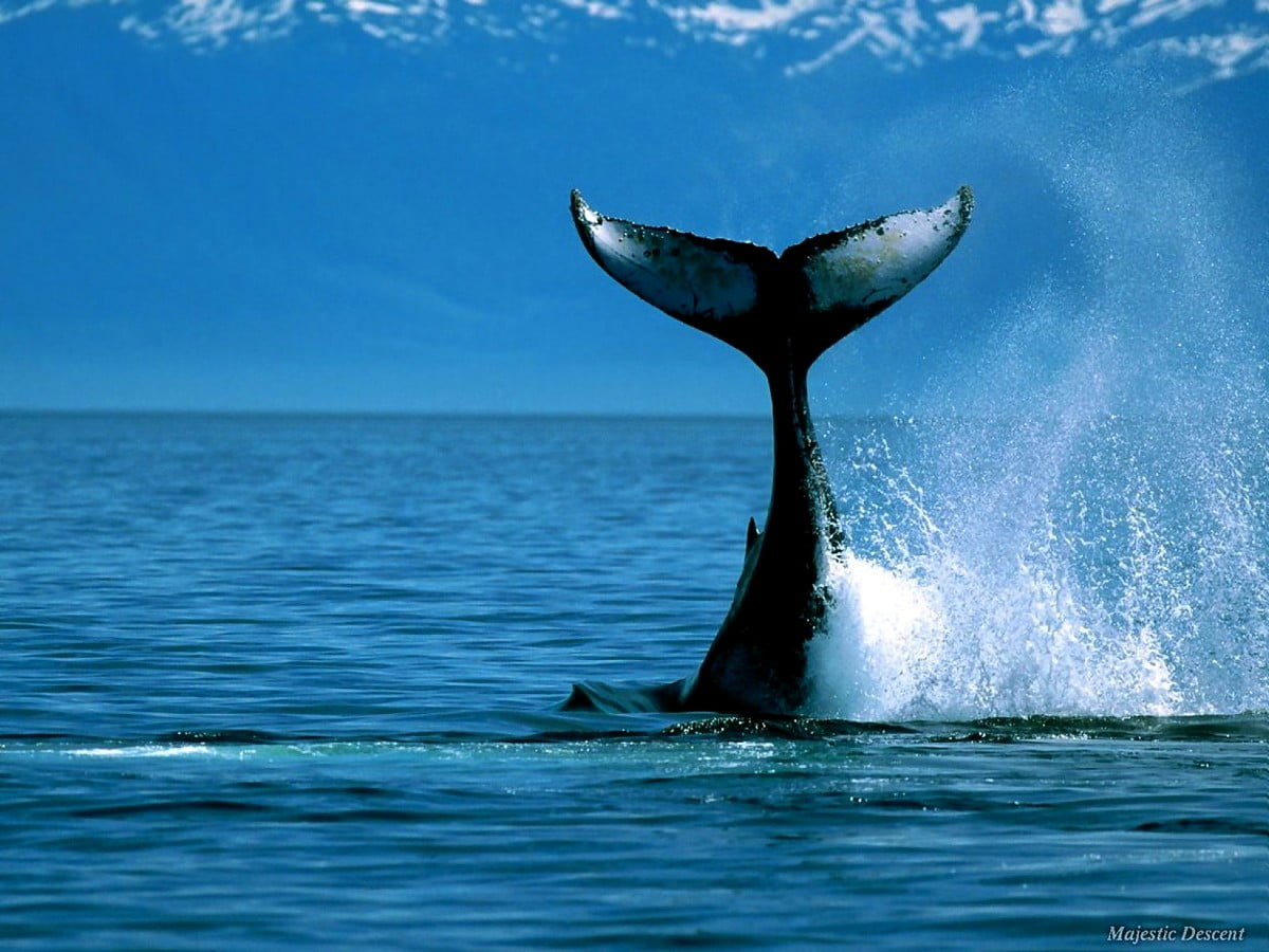 1100+ Fondos de pantalla - Oceano HD |Fondos Gratis