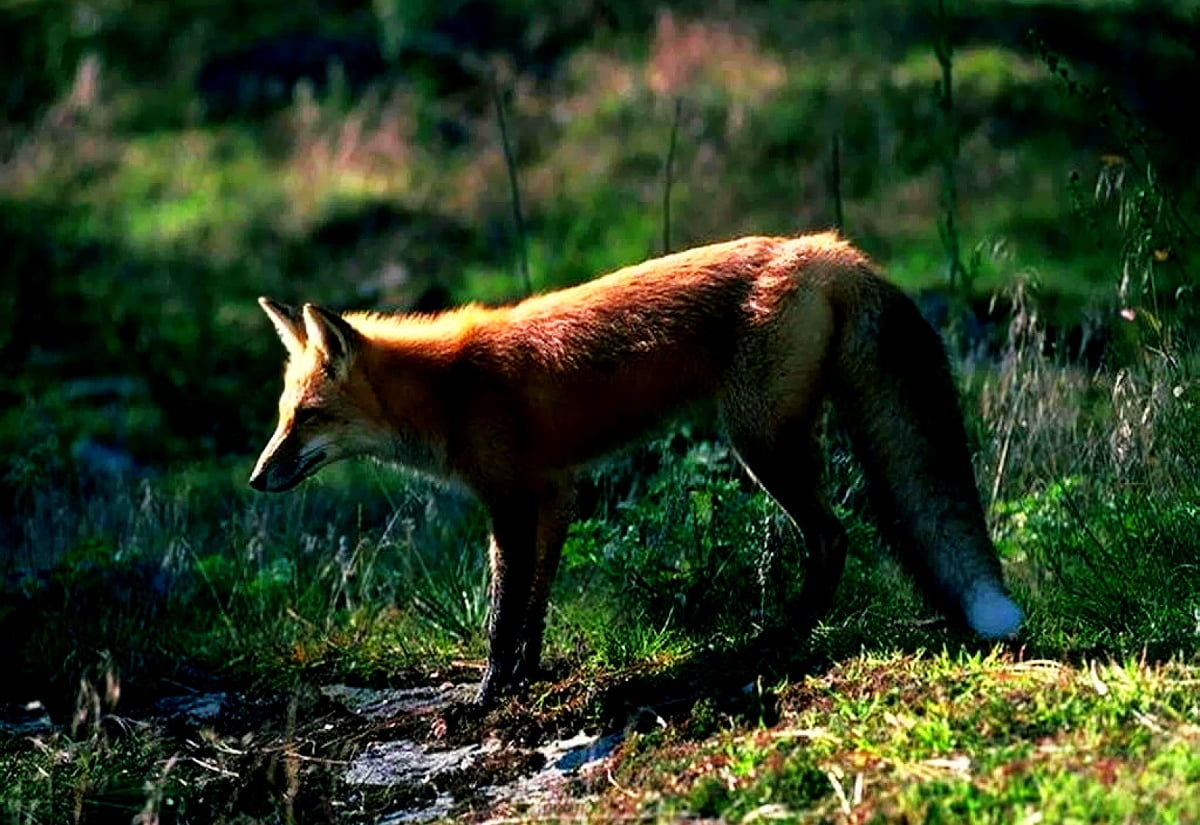1600x900 Kettu, Punainen Kettu, Villieläimet taustakuva | Ilmaiset ...