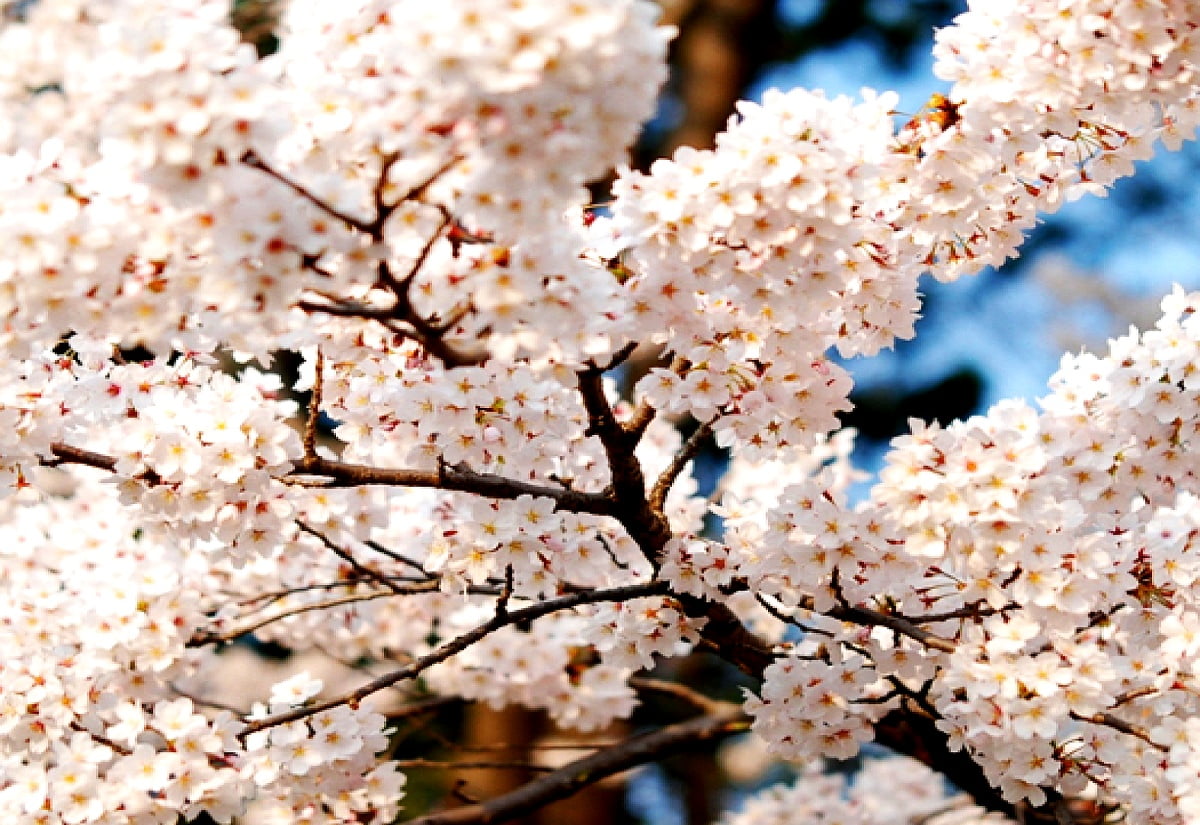 Imagen de fondo Flores, Primavera, Florecer | Foto Gratis