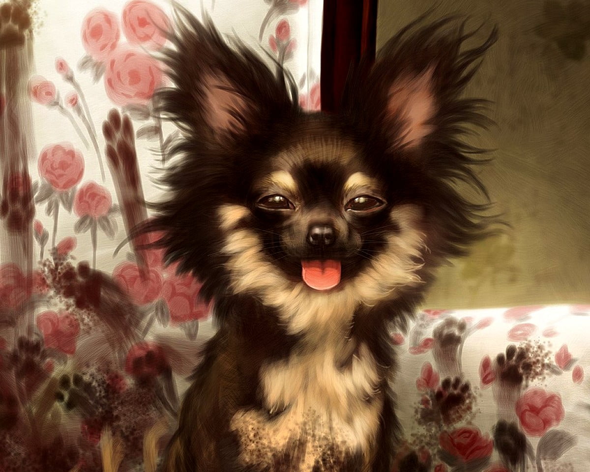 Chihuahua bakgrunner HD | Laste ned Bakgrunnsbilder Gratis