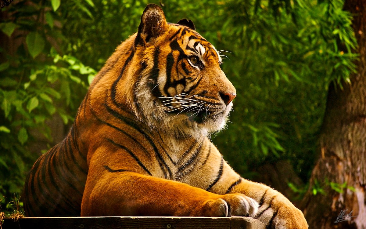 Photo beau Tigre, Tigre Du Bengale, Tigre De Sibérie | Meilleurs photos ...