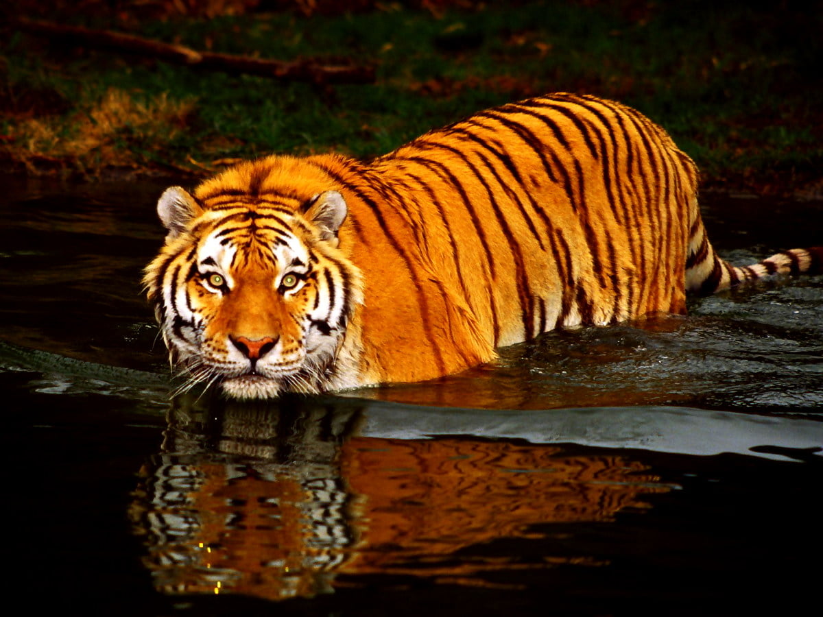 100+ Tiger backgrounds HD | Download Free wallpapers