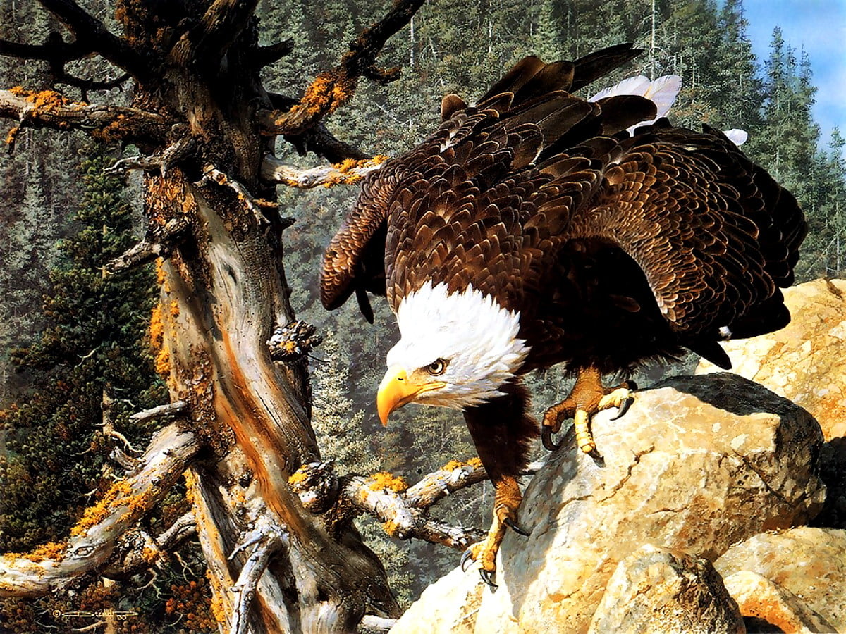 20+ Fonds d'écran Aigle royal HD |Télécharger Gratuitement