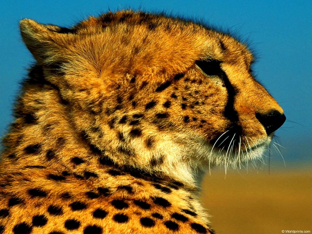 20+ Gepard baggrunde HD | Download Gratis Baggrundsbilleder