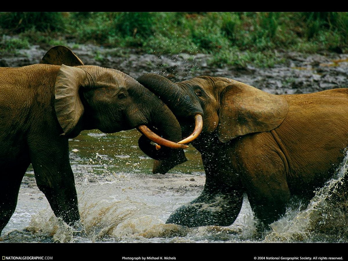 African elephant wallpapers HD 🔥 Download Free backgrounds