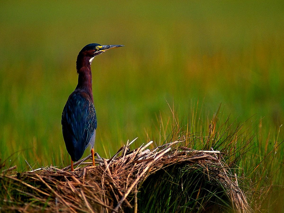 Green heron wallpapers HD | Download Free backgrounds