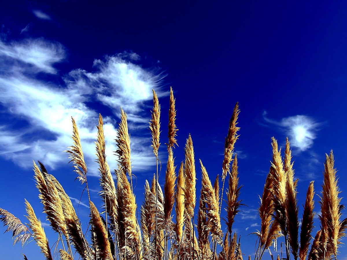 Rye wallpapers HD | Download Free backgrounds