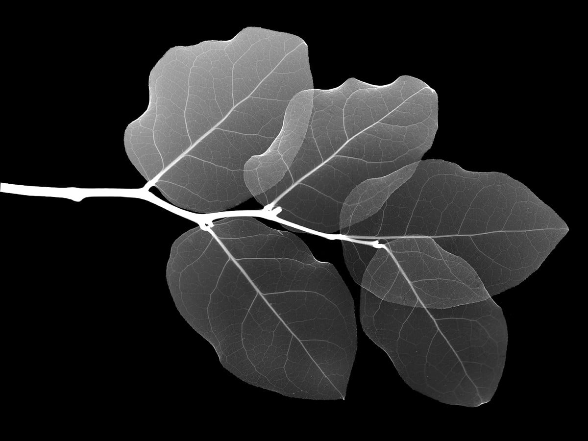 Foto Negros, Arte Fotografico, En Blanco Y Negro | Descargar Imagen