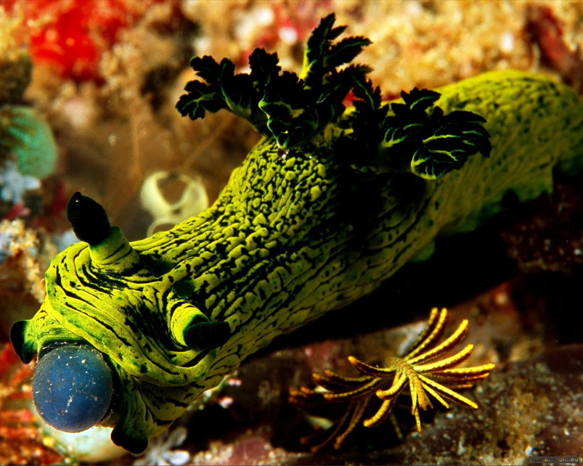Background Molluscs, Animals, Reef | TOP Free Download images