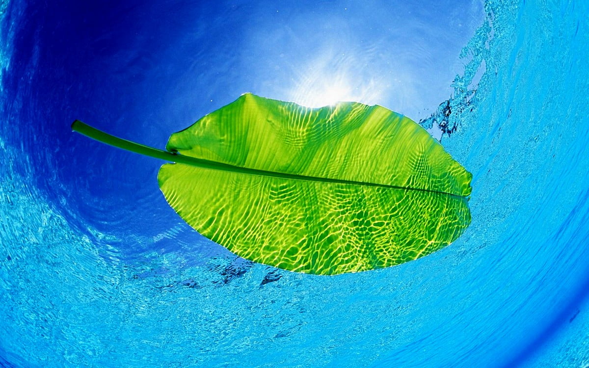 Imagen para fondo Verdes, Azules, Naturaleza | Descargar Foto