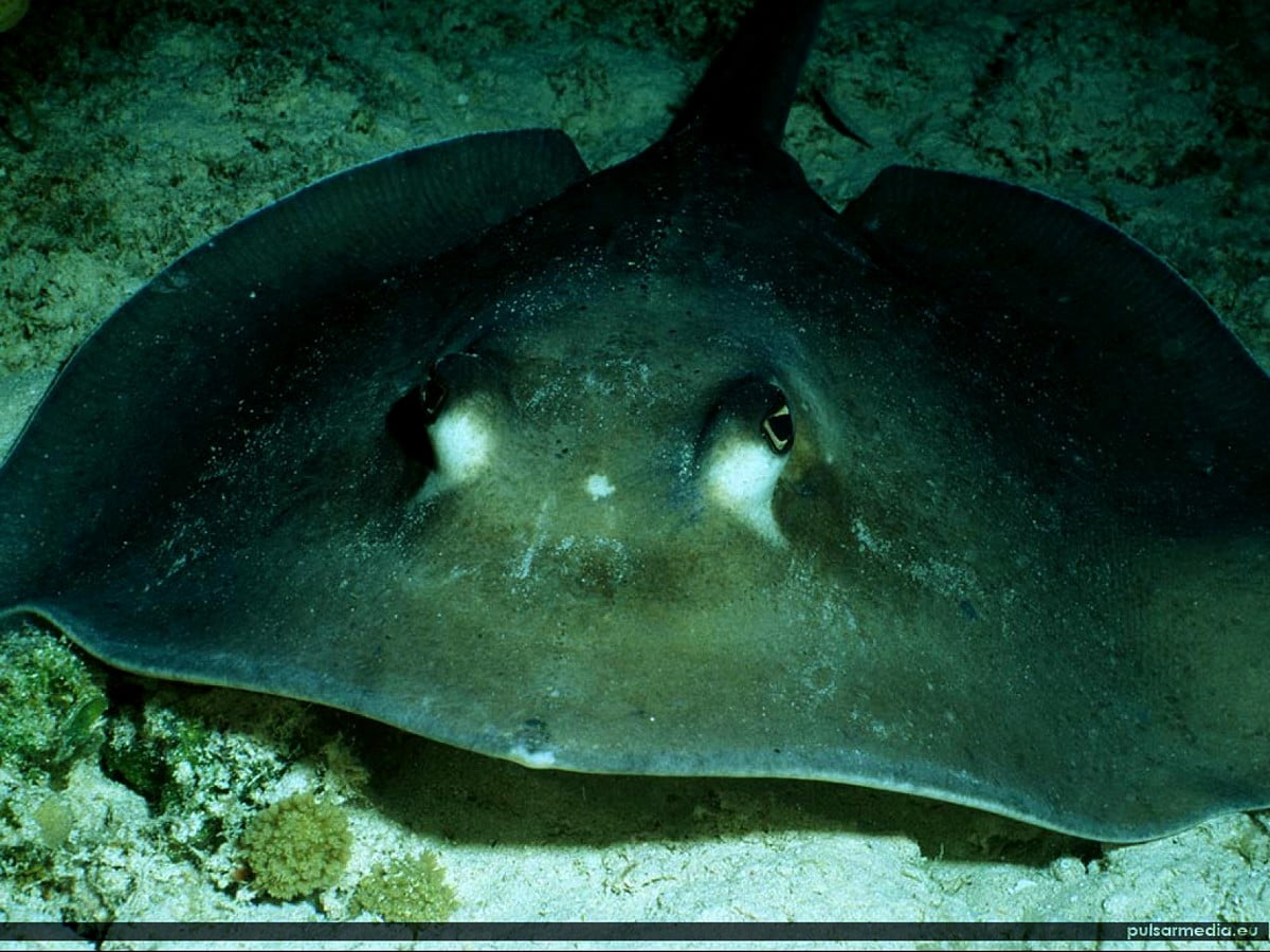 610+ Fisk baggrunde HD | Download Gratis Baggrundsbilleder