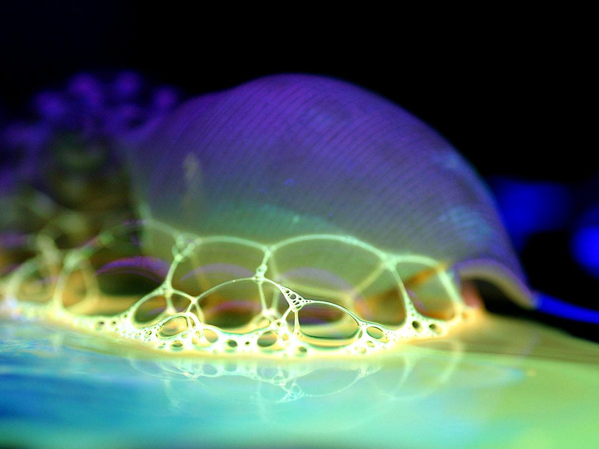 770+ Macro backgrounds HD | Download Free wallpapers