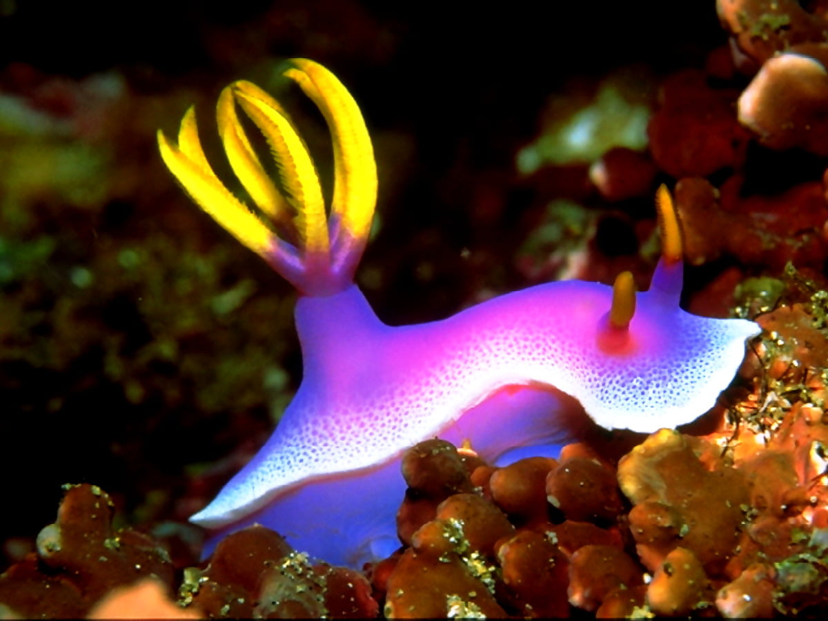 Ocean Life, Reef, Aquarium background | Best Free Download pictures