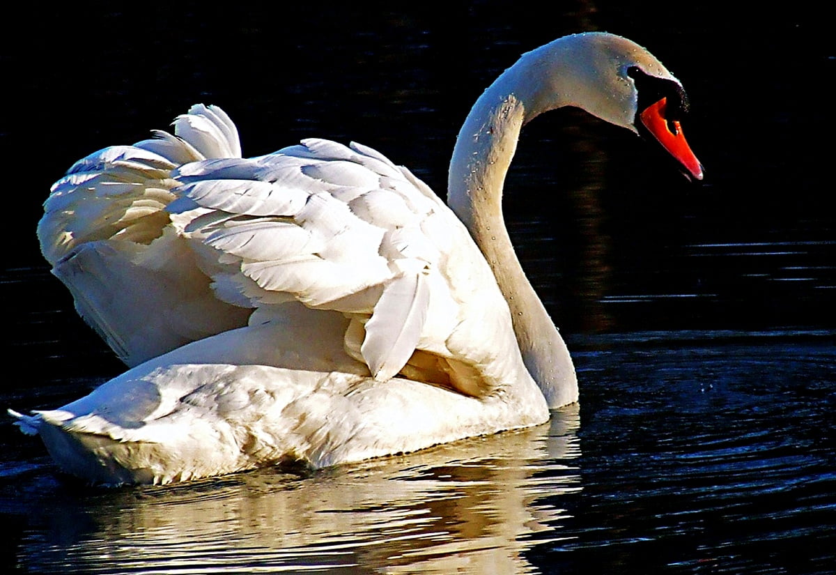 20+ Fondos de pantalla - Cisne HD | Fondos Gratis